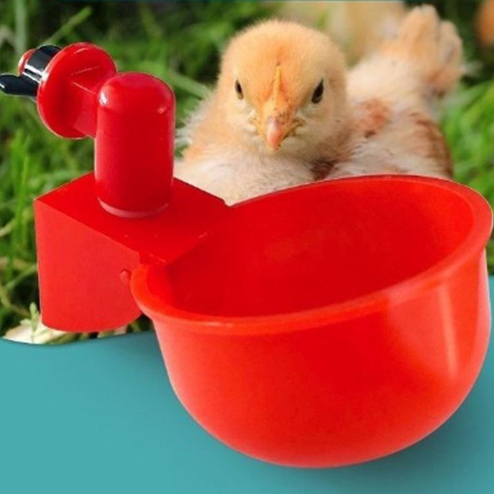 Automatic Poultry Drinking Bowl – Wholesalesend